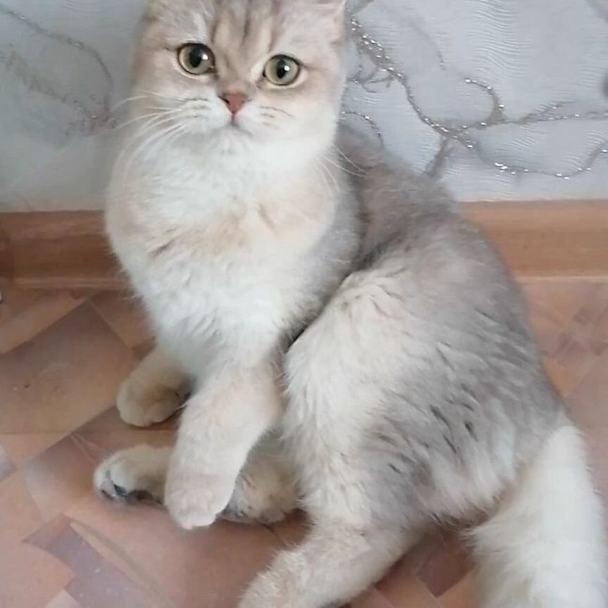 Британская золотая шиншилла
