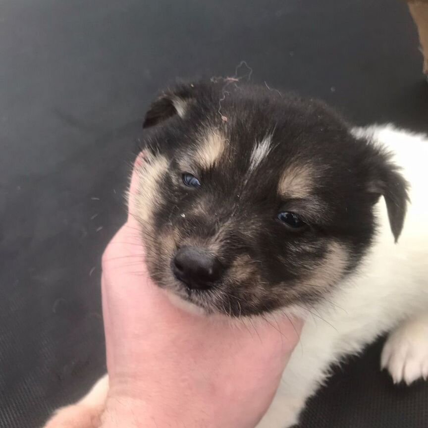 Щенки мальчики и девочки