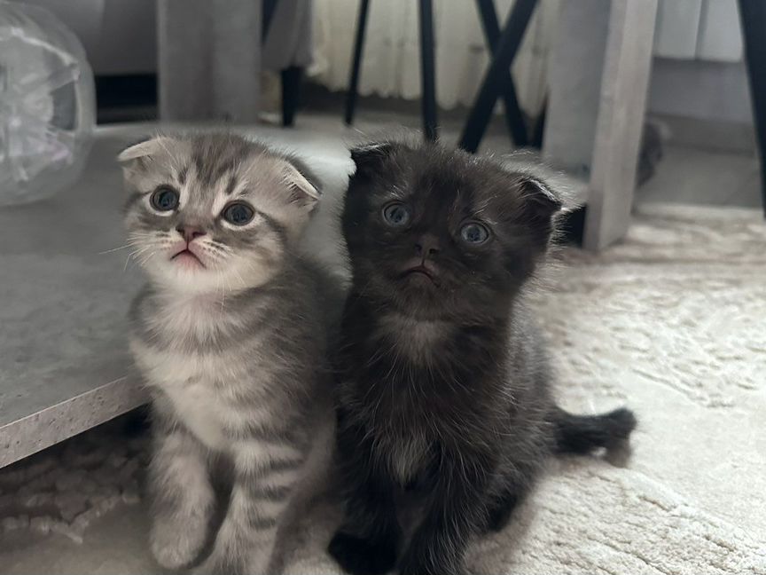 Шотладские вислоухие котята