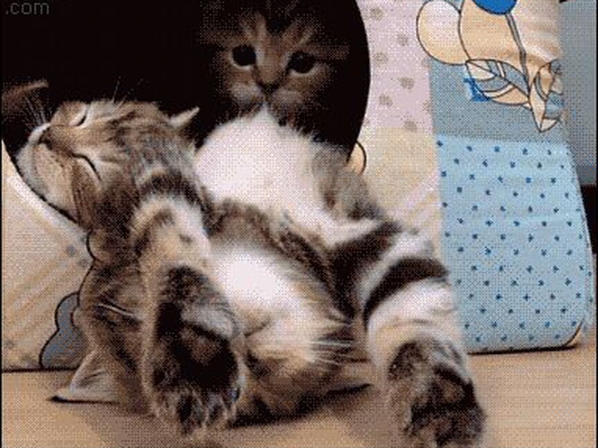 Лапочки малышки