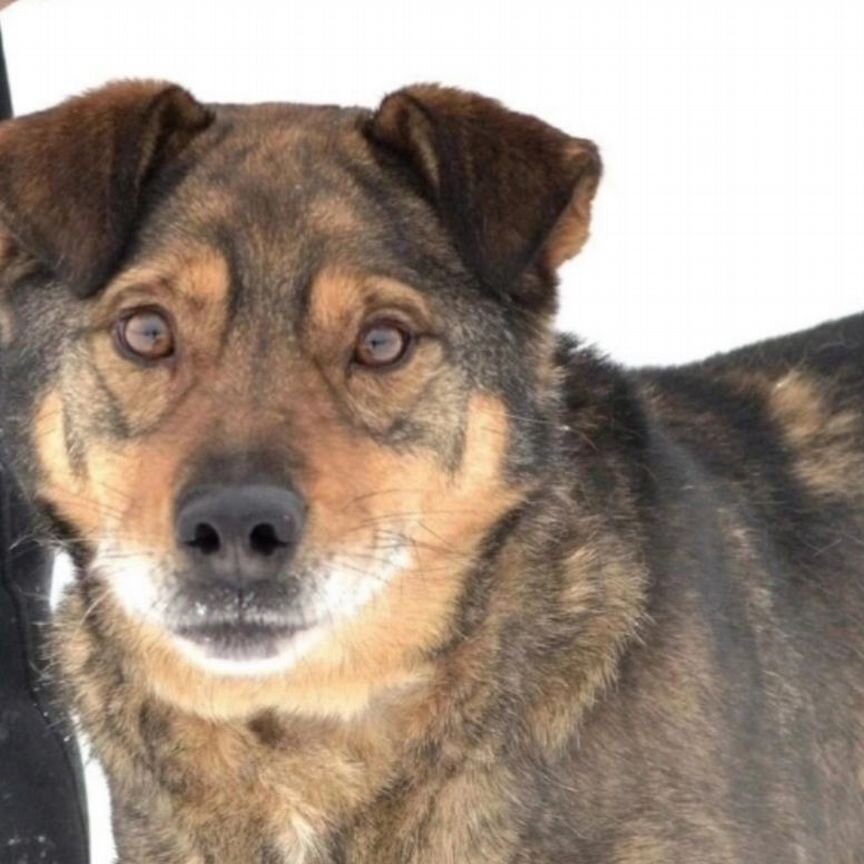 Взрослый пёс в добрые руки