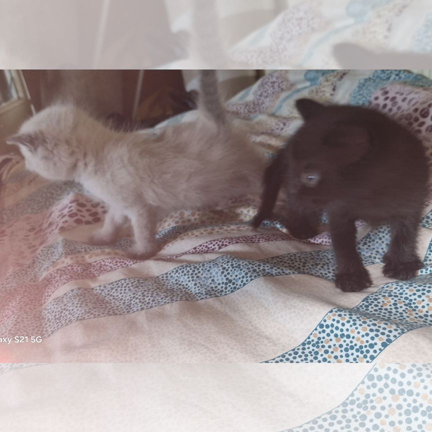 Котята в добрые руки бесплатно девочки