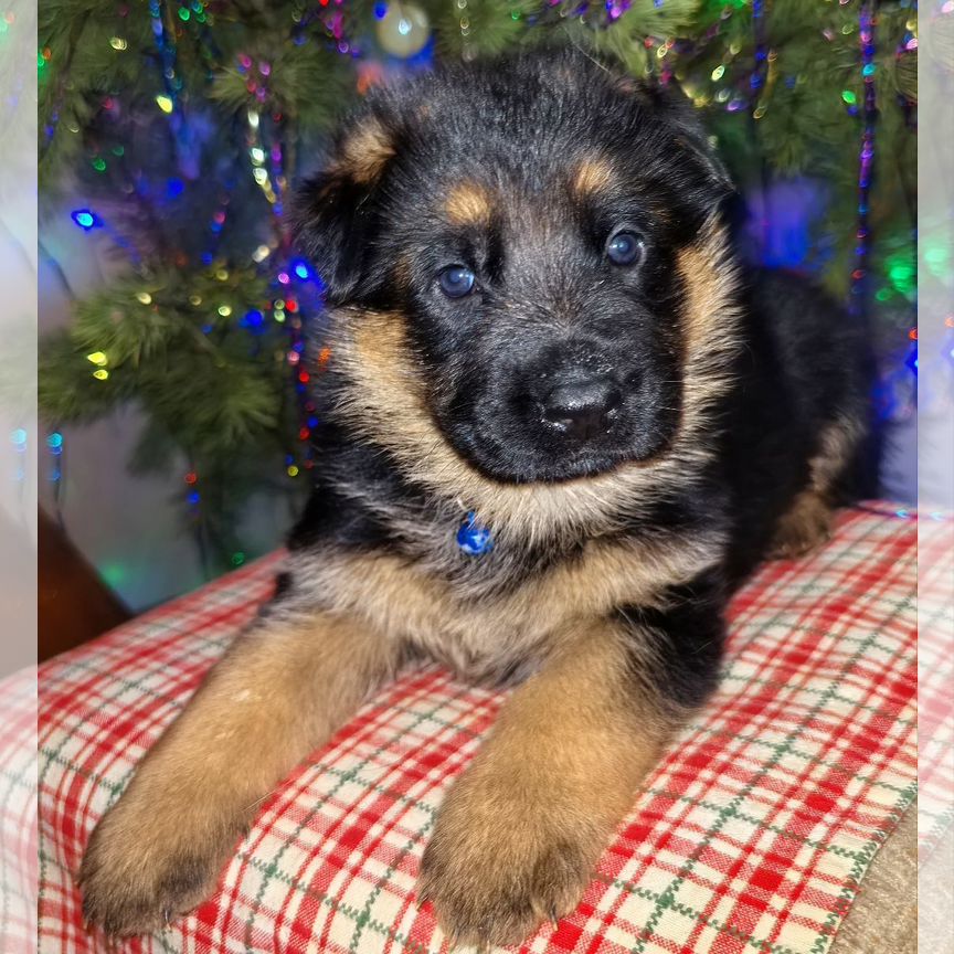 Немецкая овчарка, щенок