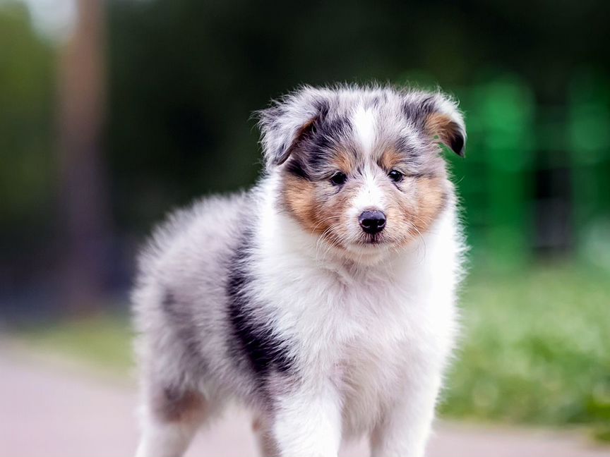 Щенки шелти