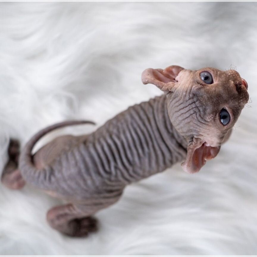 Эльф котёнок