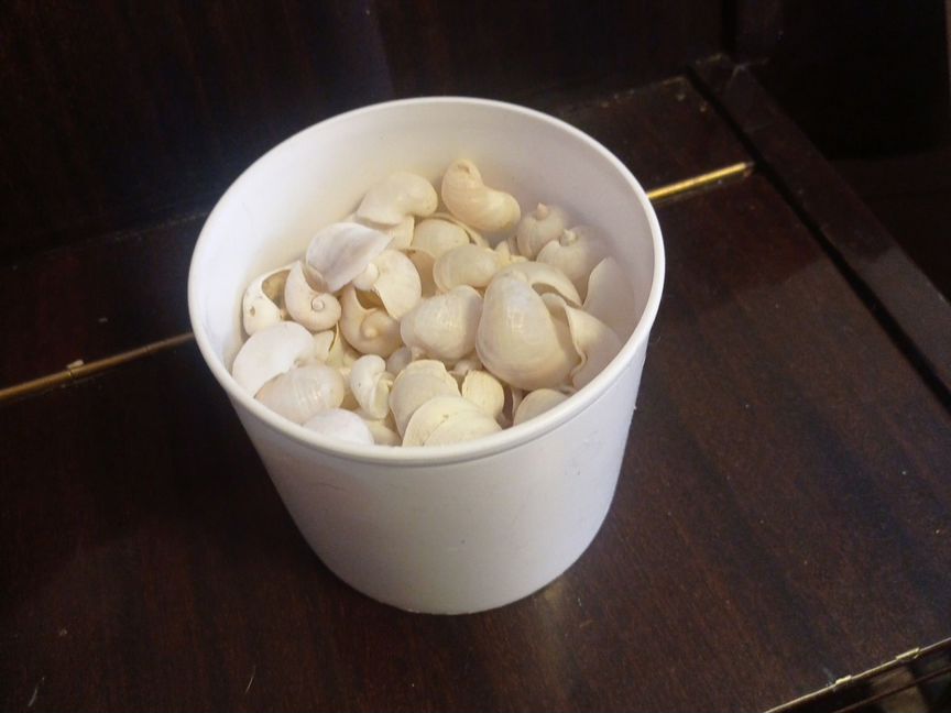 Морские ракушки раковины маленькие