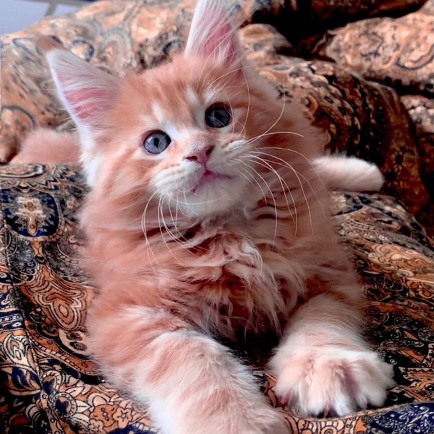 Мейн-кун котята крем и красный