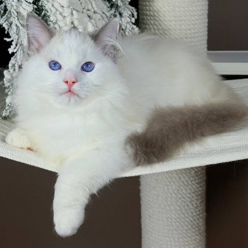 Рэгдолл котёнок