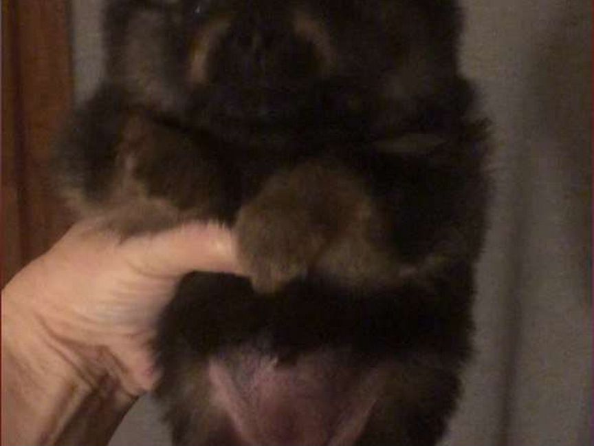 Померанский шпиц