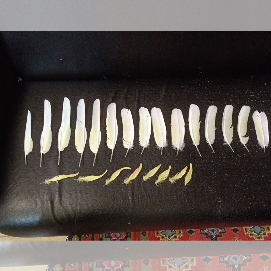 Перья комплект