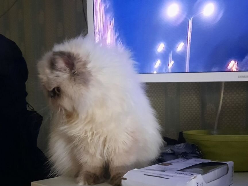 Гималайская кошечка