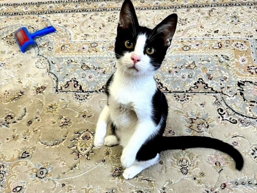 Котя
