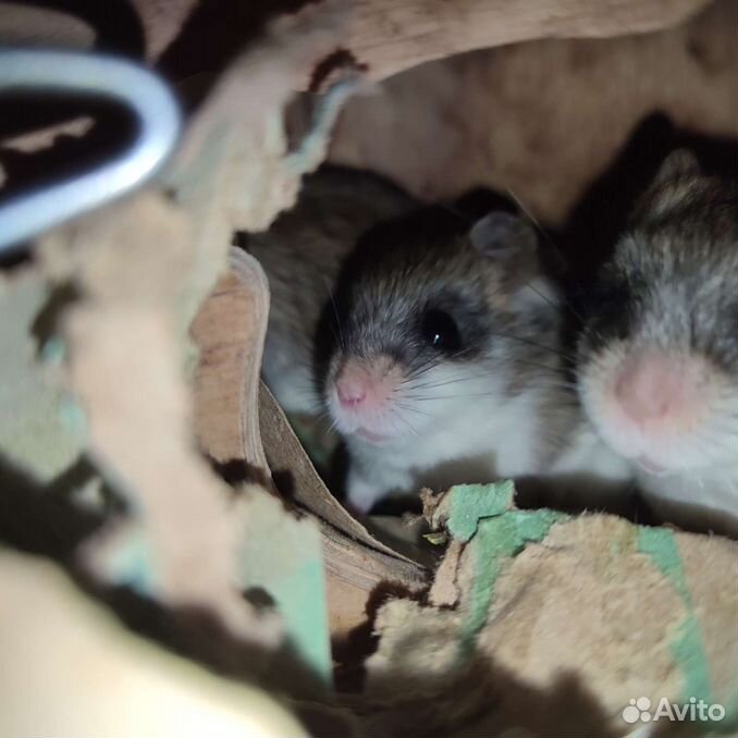 Акациевая крыса