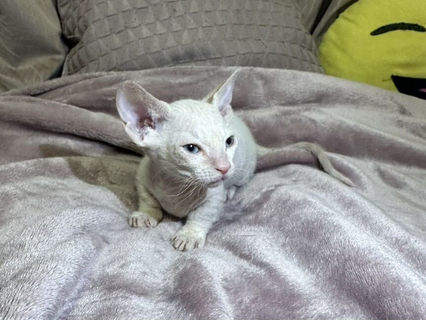 Велюр котята