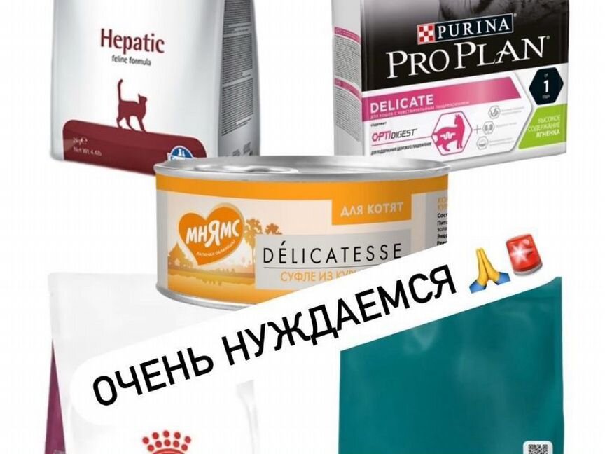 Котята и кошки хотят быть домашними
