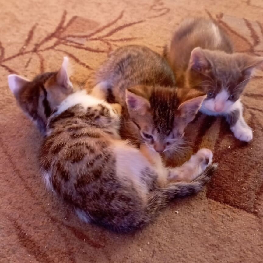 Отдам котят в добрые руки