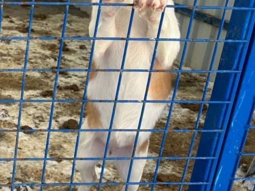 Девочка в добрые руки