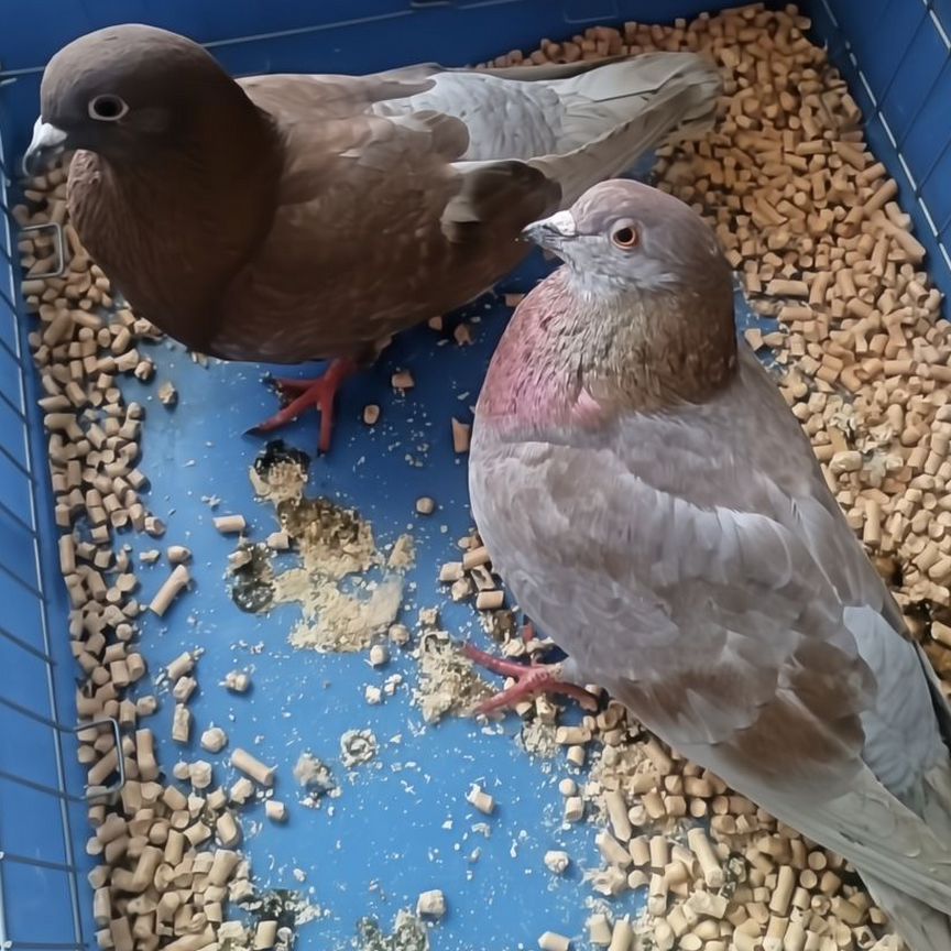 Голуби в хорошие руки