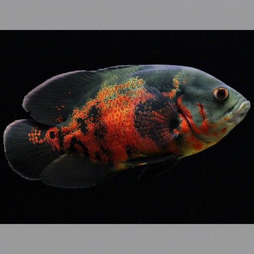 Астронотус