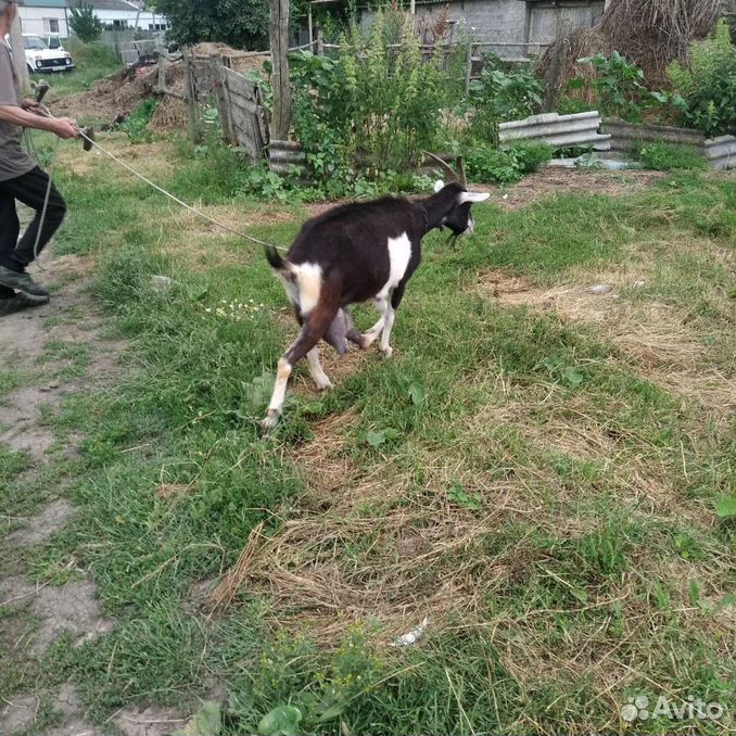 Коза и козлёнок и коровы