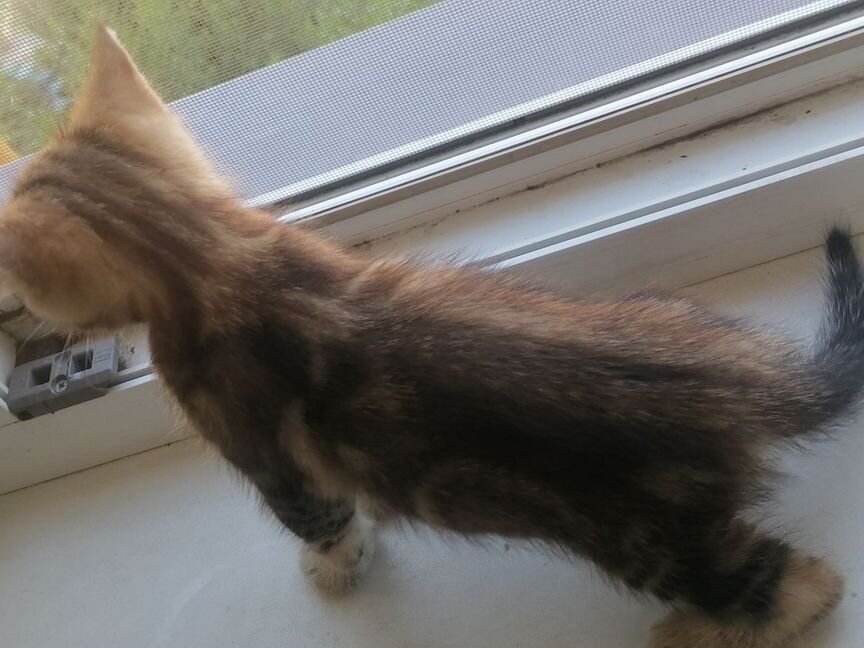 Котёнок девочка