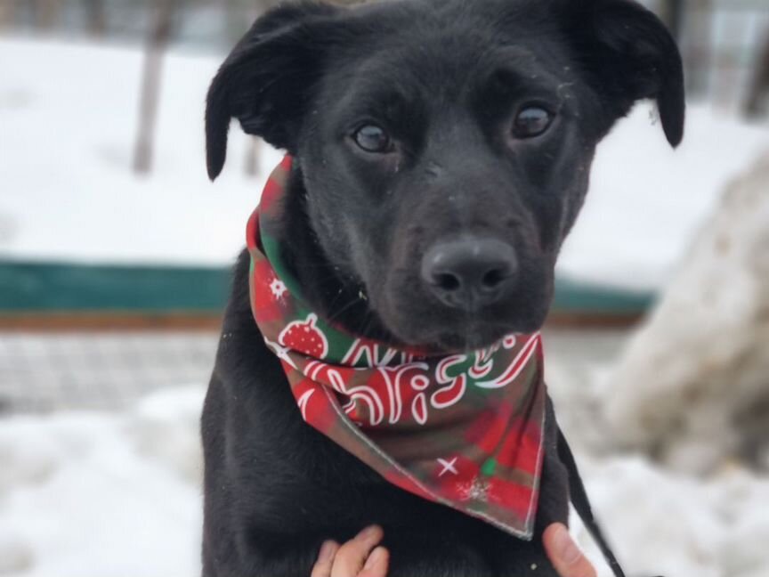 Щенок из приюта Тимьян ищет дом