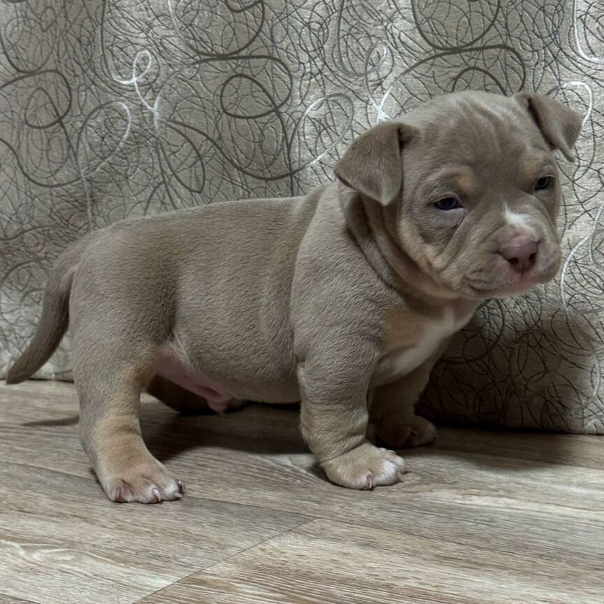 Американский булли, щенок