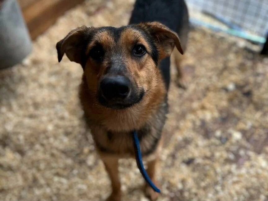 Флора в поисках дома