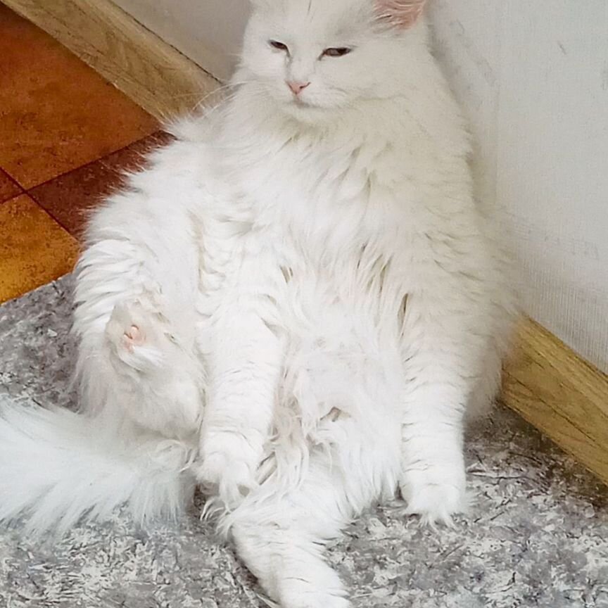 Отдам бесплатно кошку. Сибирская