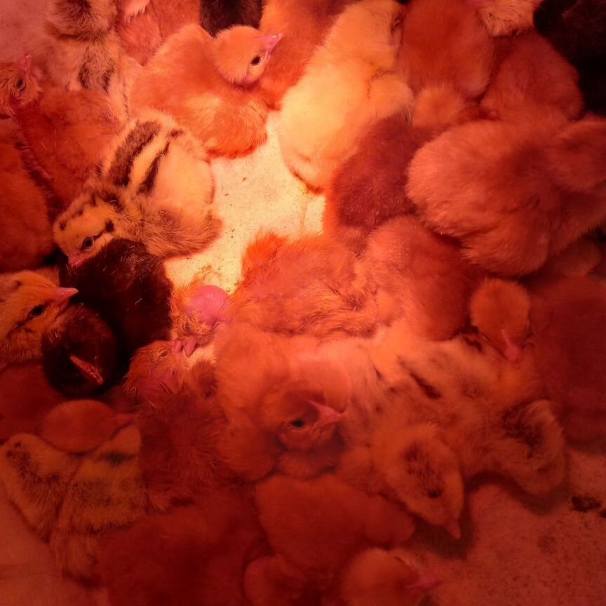 Цыплята суточные