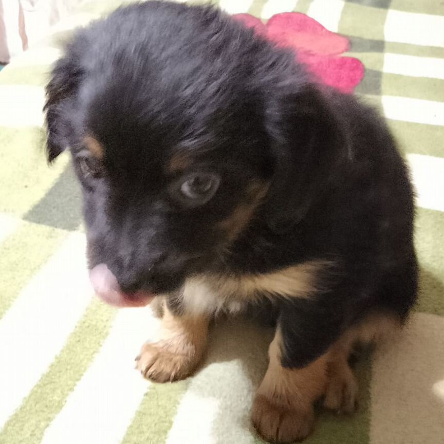 Отдам в добрые руки