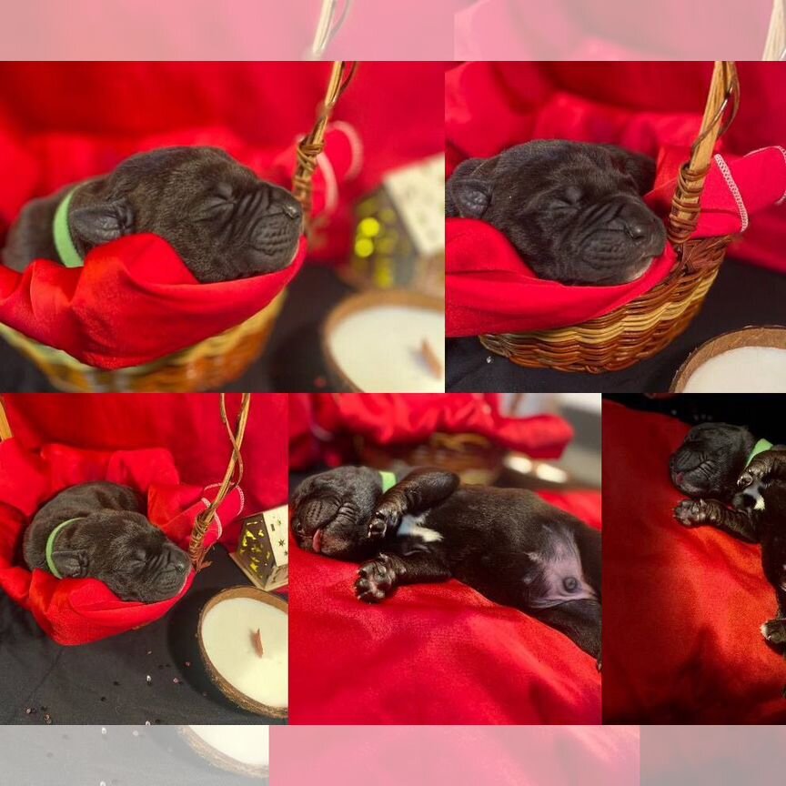 Кане-корсо, щенок