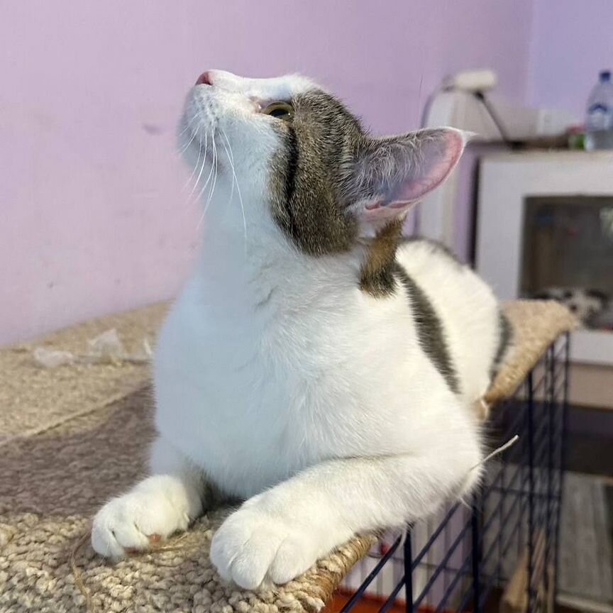 Кошка очень ищет семью