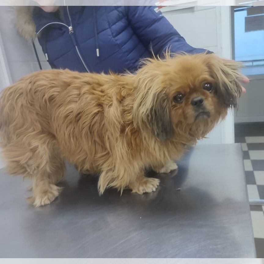 Взрослая собака в добрые руки