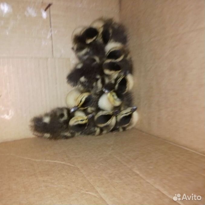 Утята дикой утки