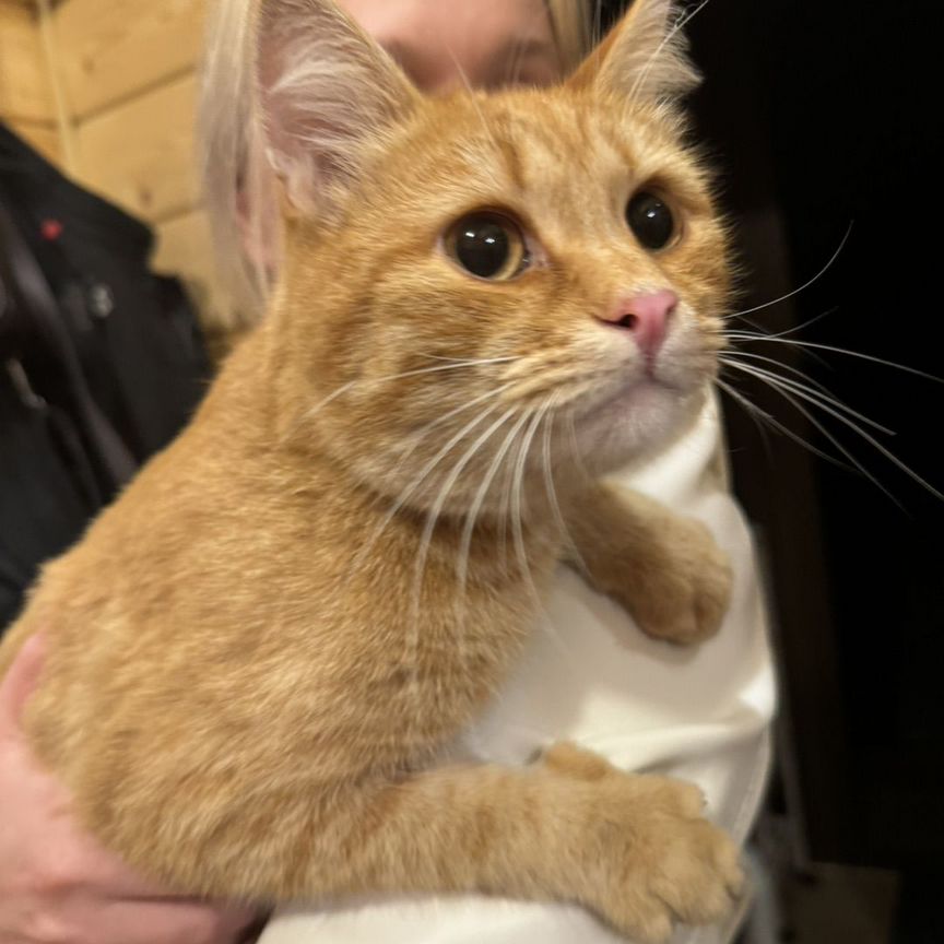 Рыжий кот бесплатно в добрые руки