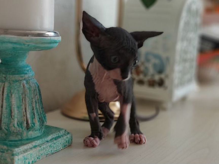 Канадский сфинкс котенок