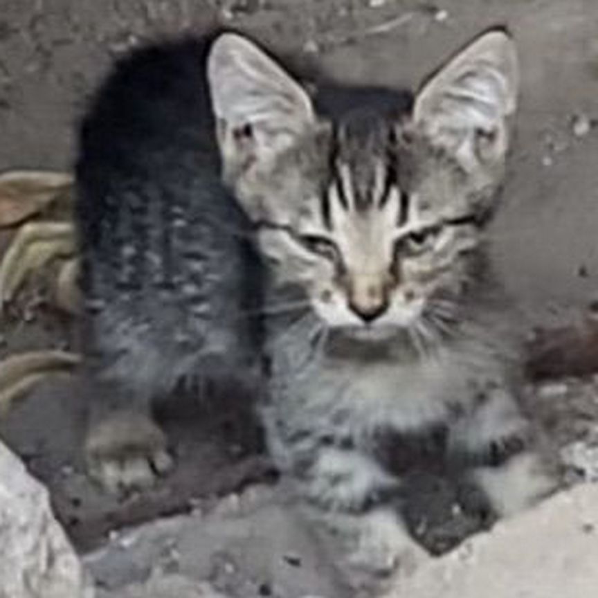 Котенок погибает без еды и воды