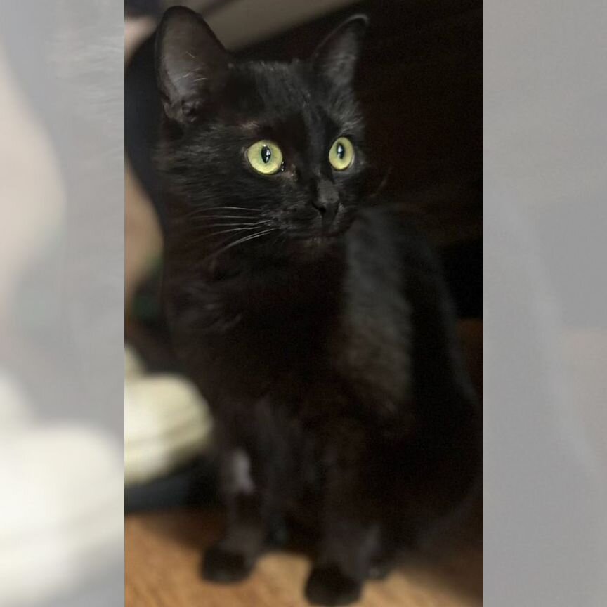 Кошечка в добрые руки