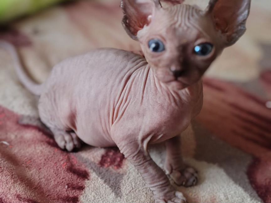 Канадский сфинкс