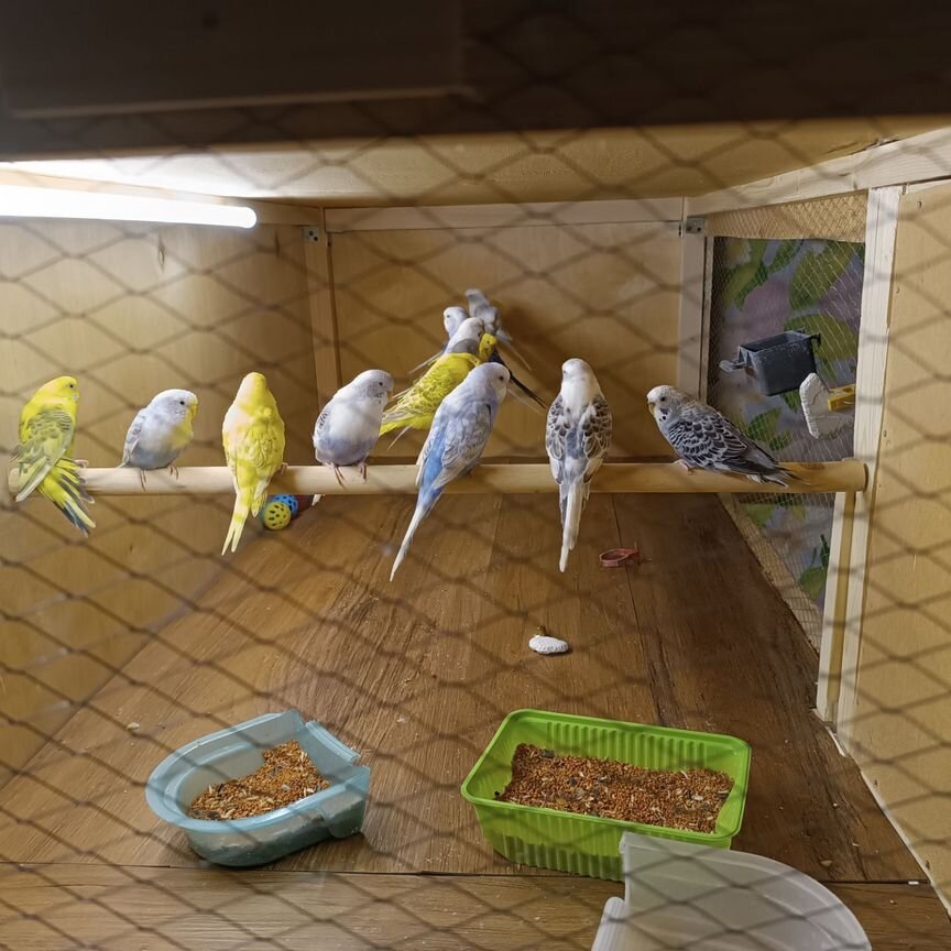 Волнистый попугай