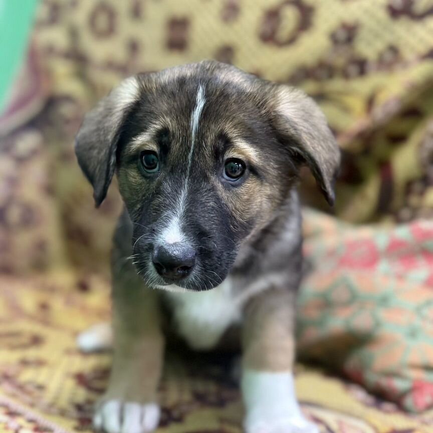 Девочка малышка ищет дом