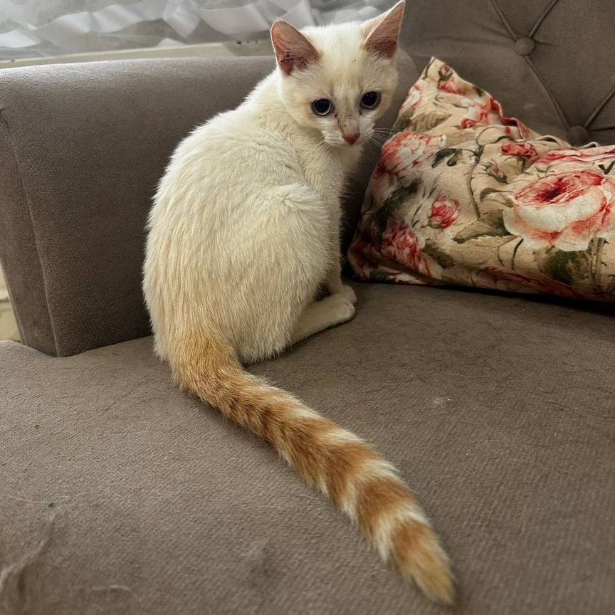 Котенок ред-поинт