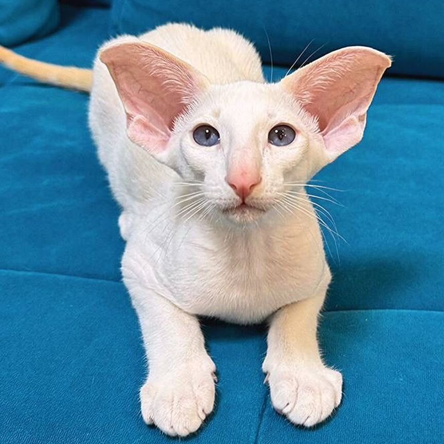 Ориентальный котёнок