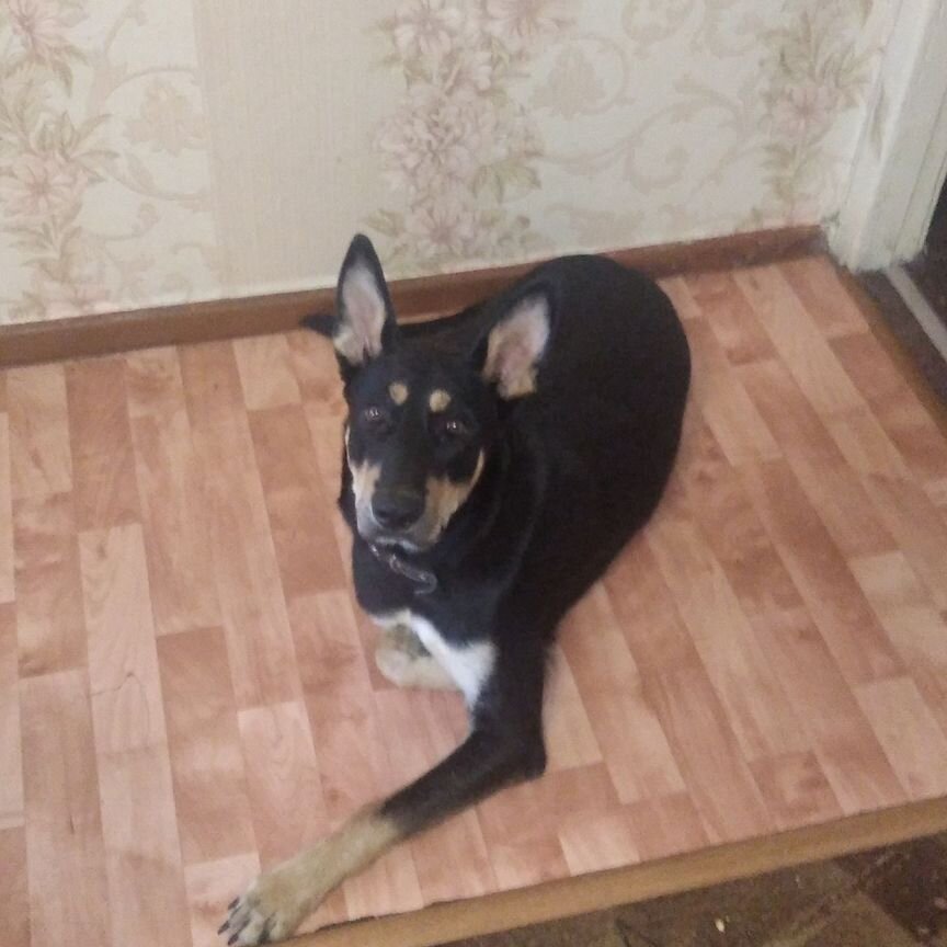 Собака в добрые руки