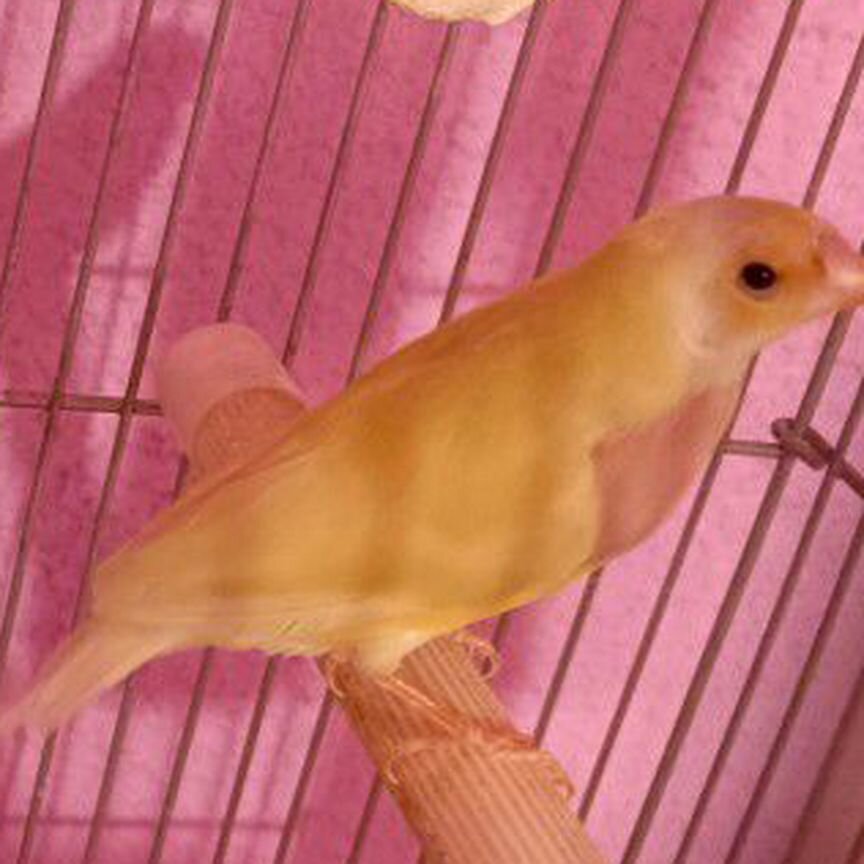 Аманид Гульда