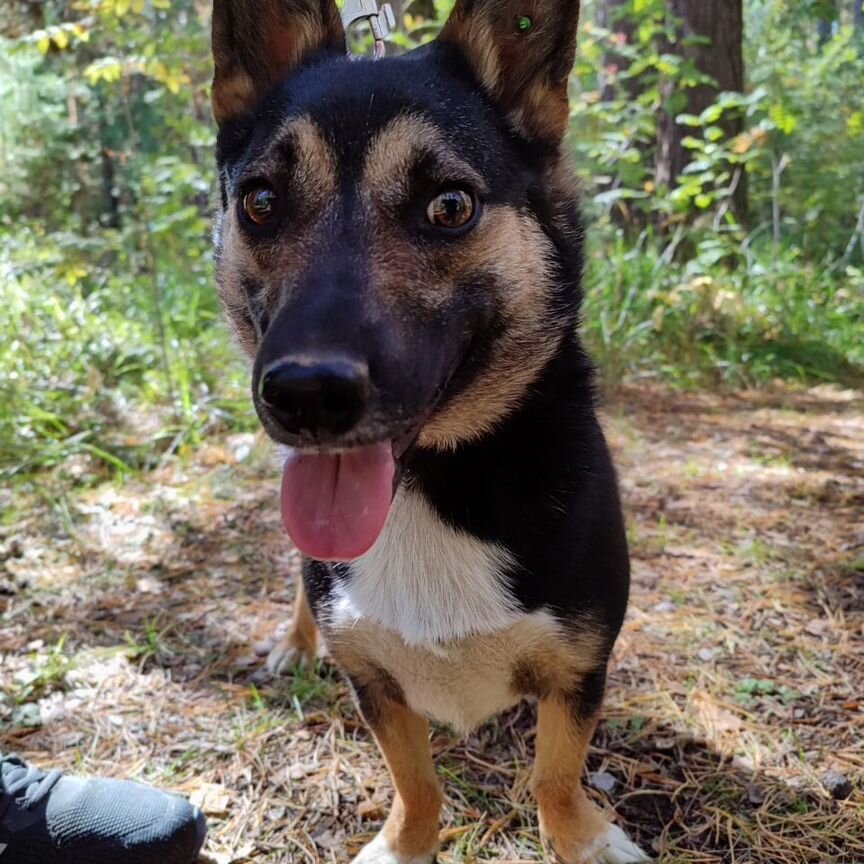 Маленькая собака в добрые руки бесплатно