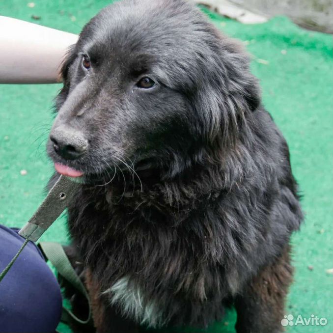 Мишка ищет хозяина