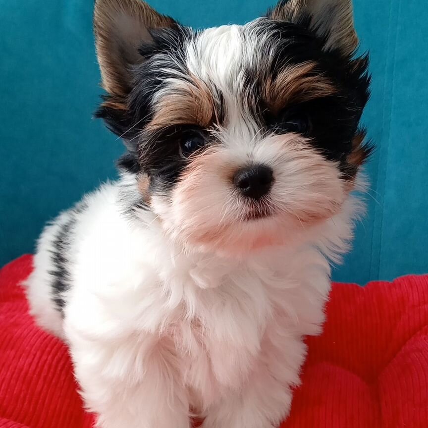 Щенки бивер