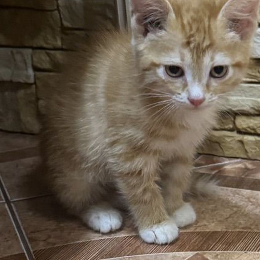 Котенок